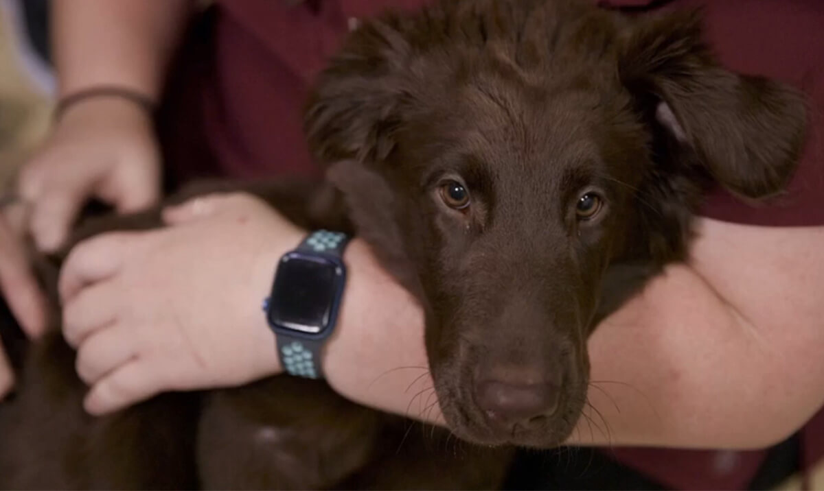 Student Program Form | Cara Veterinary