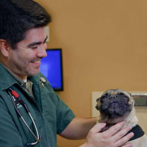Join Our Team | Cara Veterinary