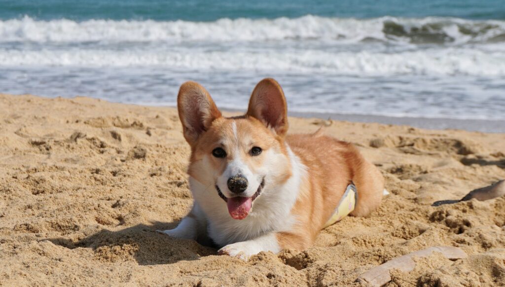 Associate DVM All Locations | Cara Veterinary