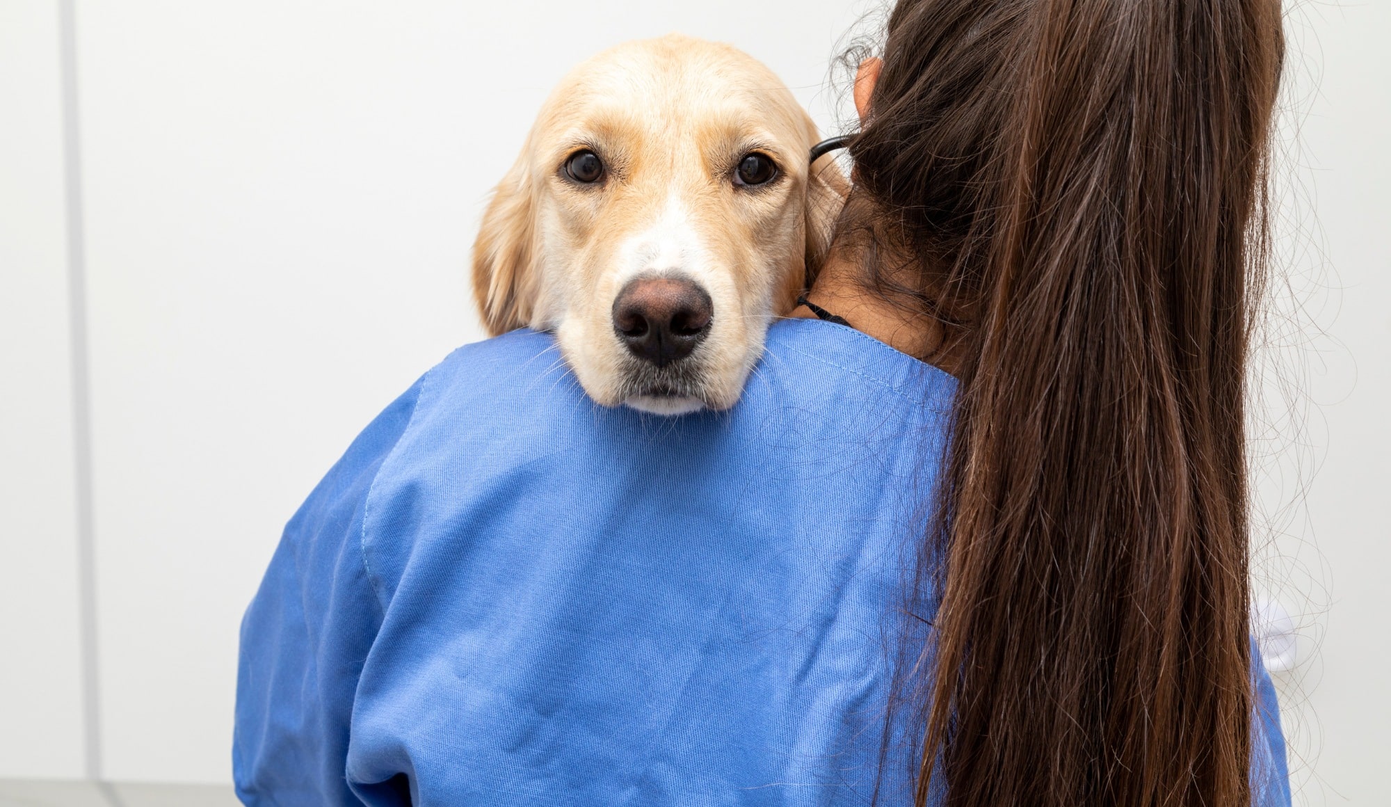 Veterinary Student Scholarships | Cara Veterinary