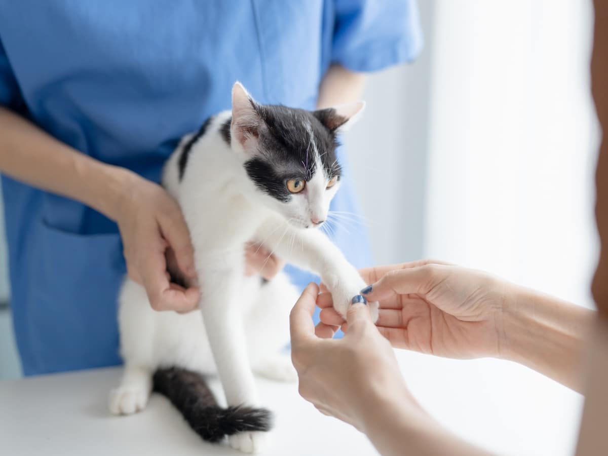 Veterinary Student Scholarships | Cara Veterinary