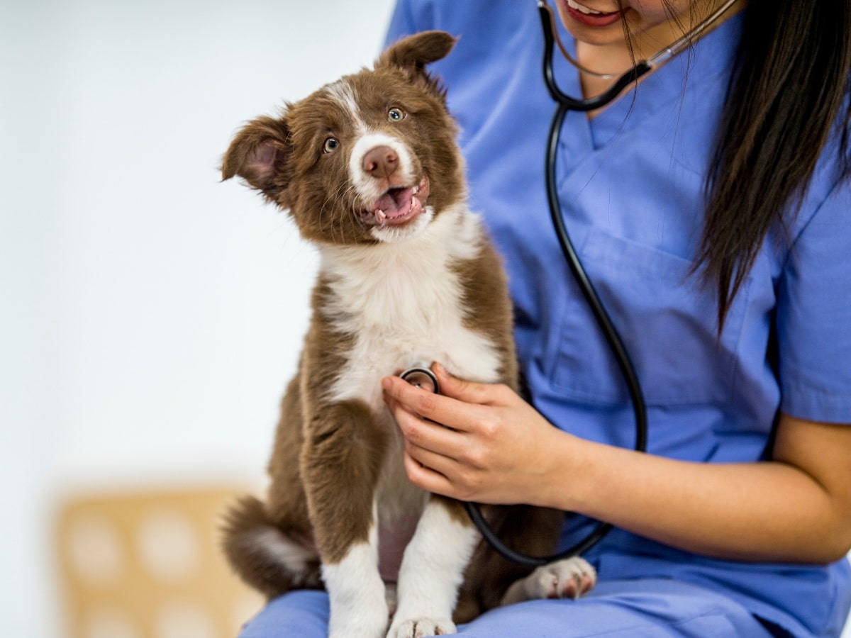 Veterinary Student Scholarships | Cara Veterinary